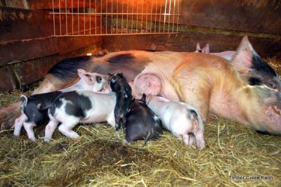 Important Piglet Care Facts to Know - Countryside
